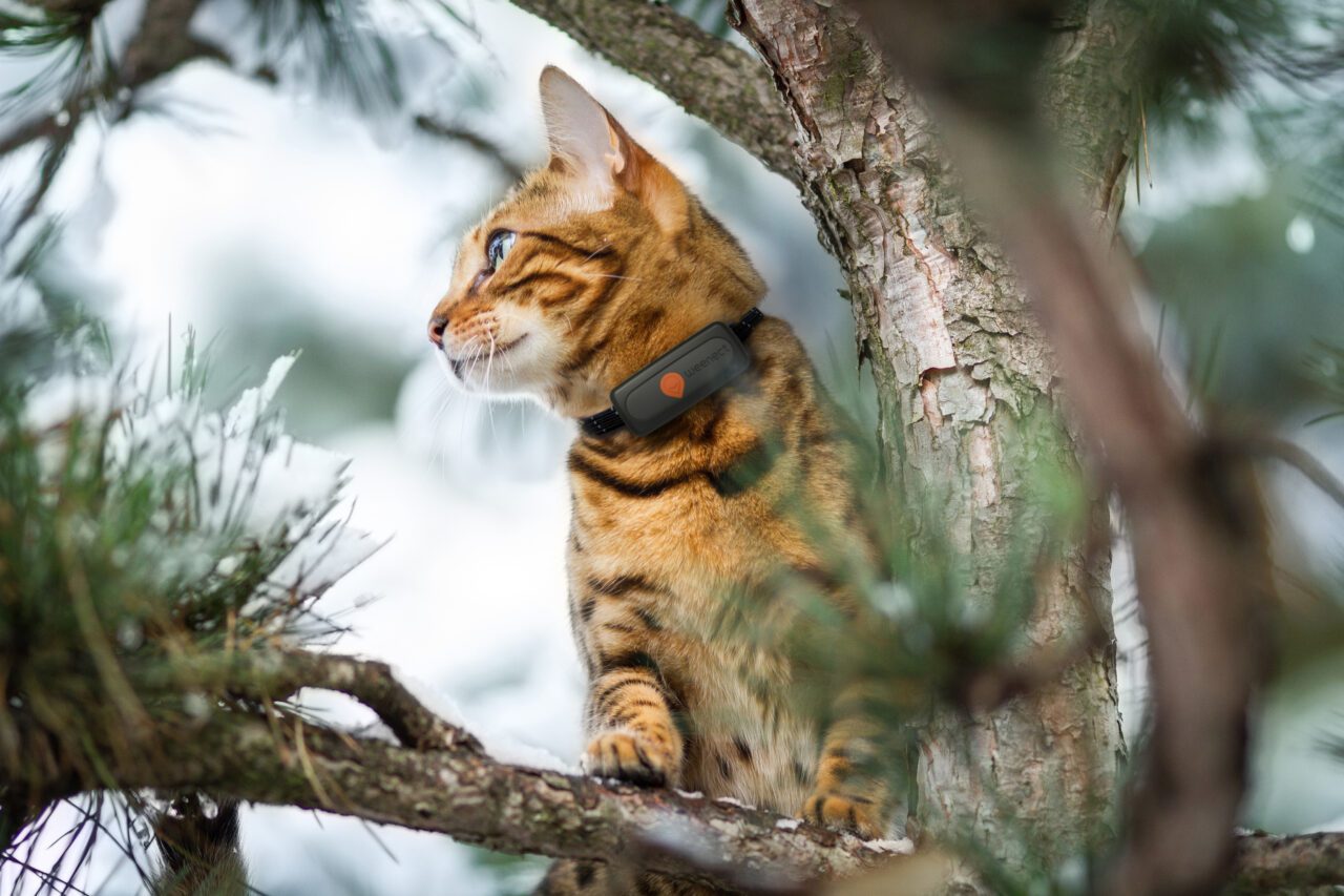 Mit Katze in den Urlaub: Sorgenfrei reisen mit GPS Tracker